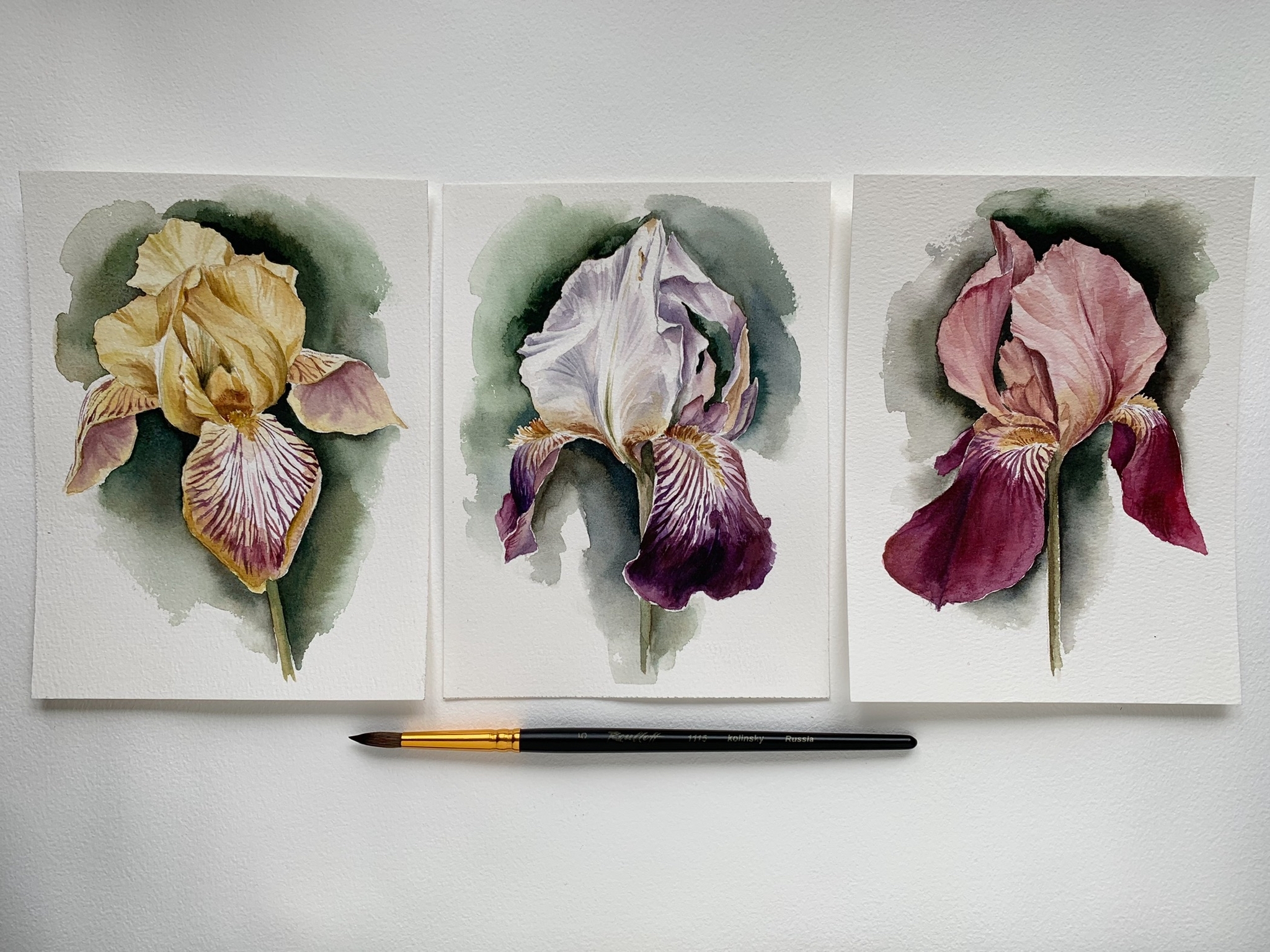 Ирисы | Пикабу