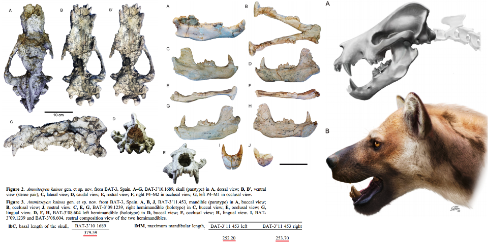 Медведесобаки амфиционы | Пикабу