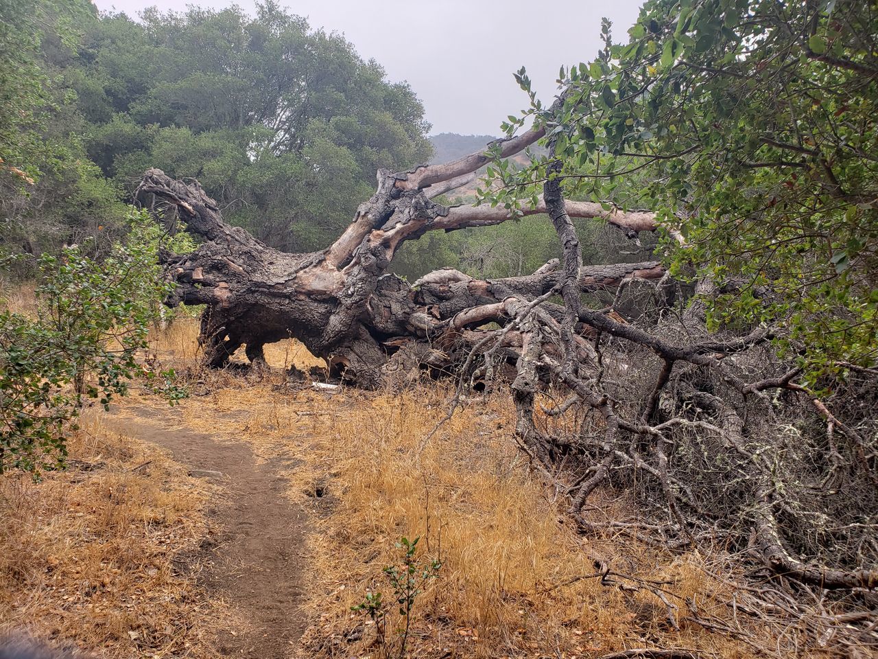 Baron Ranch - я вернулся! | Пикабу