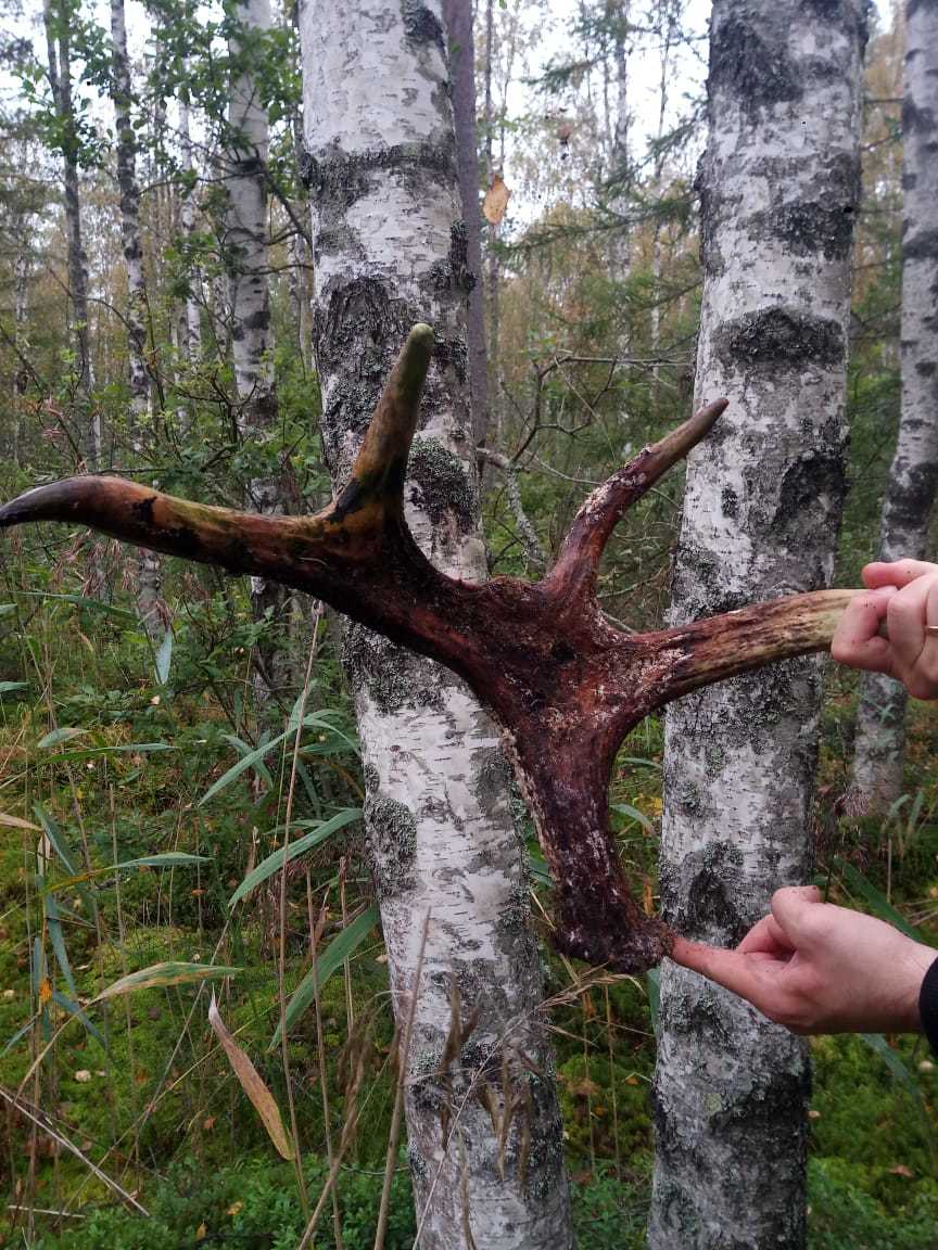 Рог | Пикабу