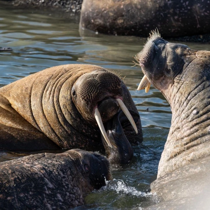 Отдых моржей | Пикабу