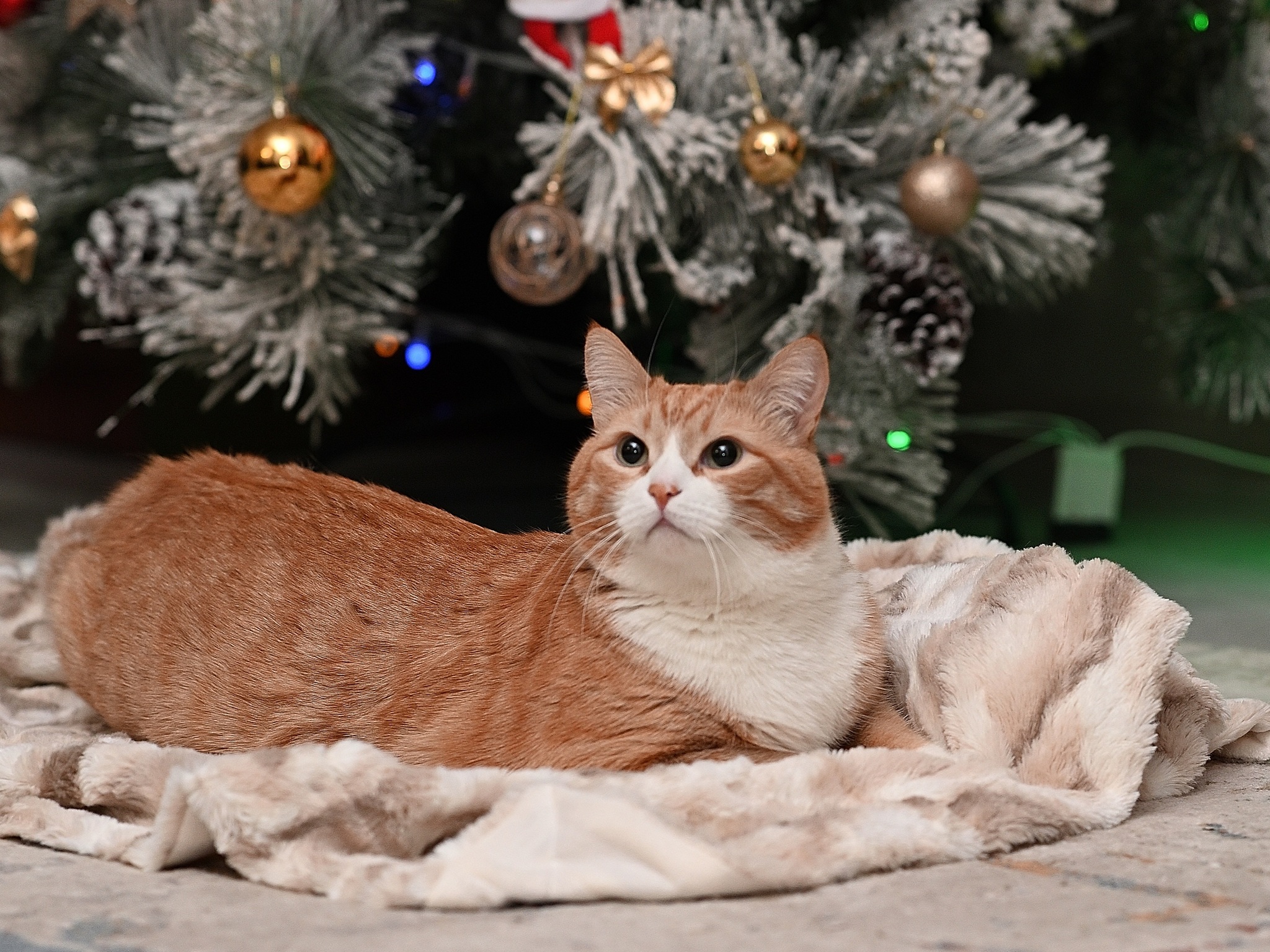 Новогодний кот | Пикабу