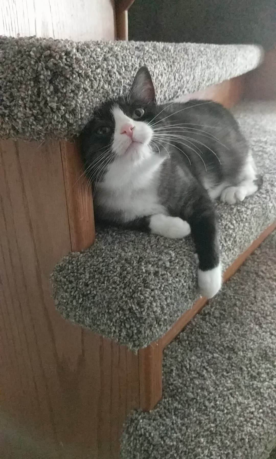Котик... | Пикабу