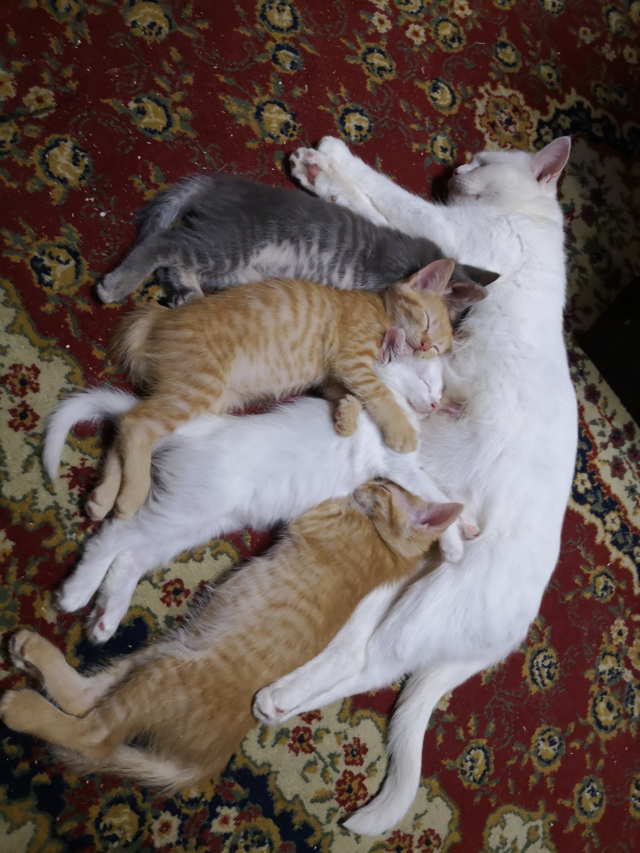 Котов много не бывает | Пикабу