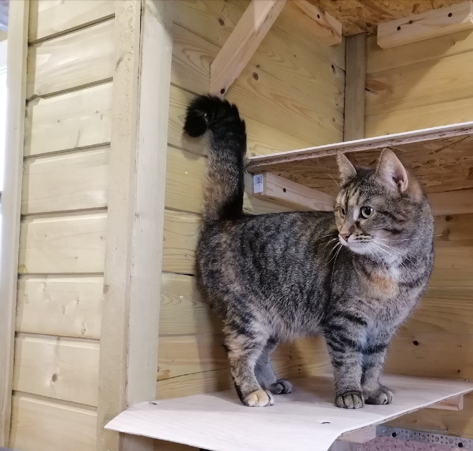 Кошкин дом | Пикабу