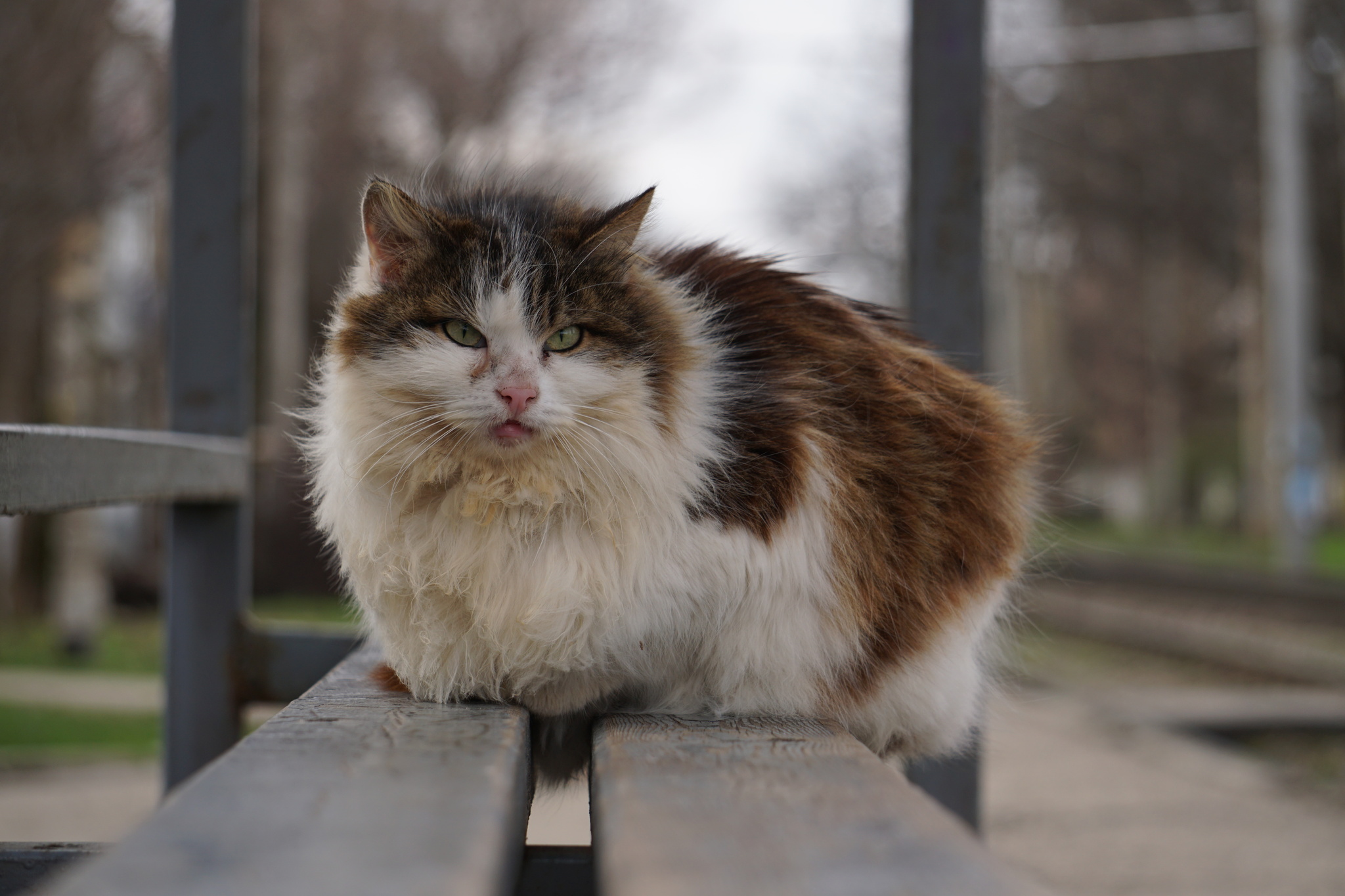 Котомарт | Пикабу