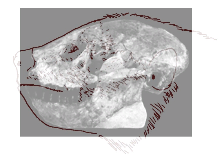 Рисунки Станислава Дробышевского - 22.03.22 15:30 | Пикабу