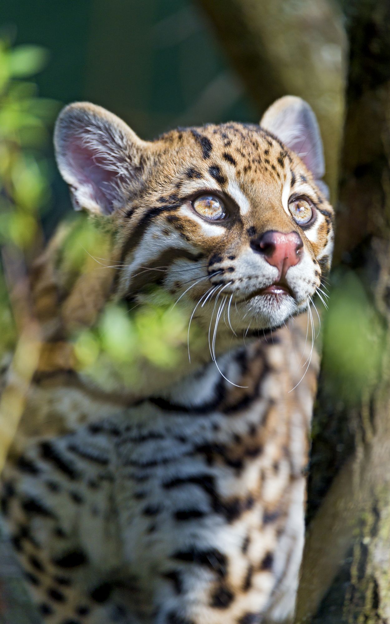 Are Ocelots Aggressive