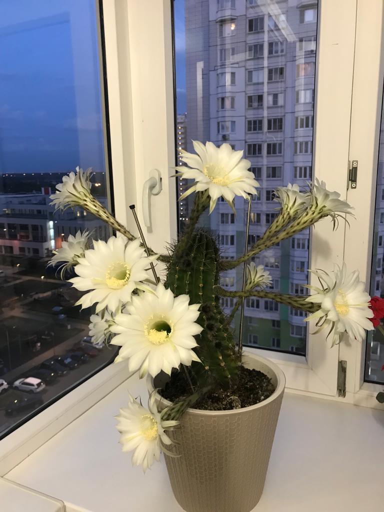 Кактус | Пикабу