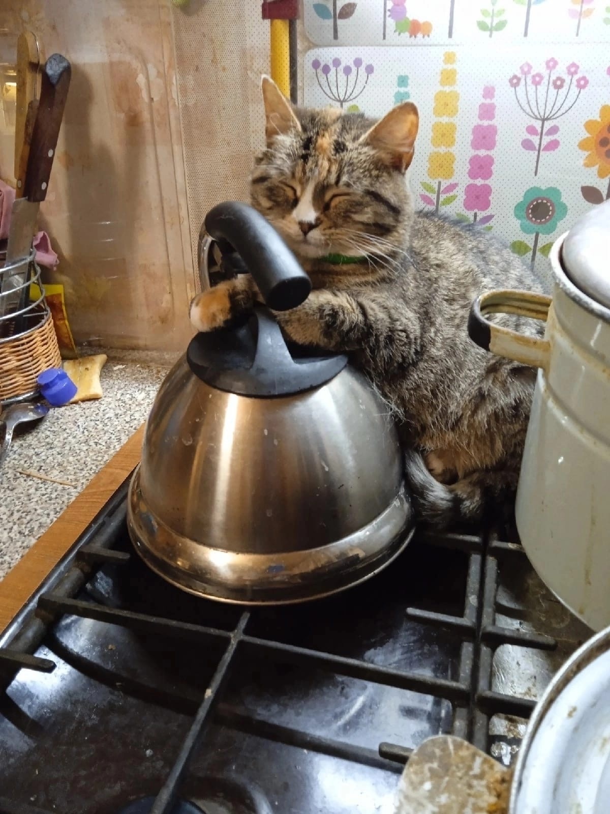 Котик греет чайник своему человеку | Пикабу