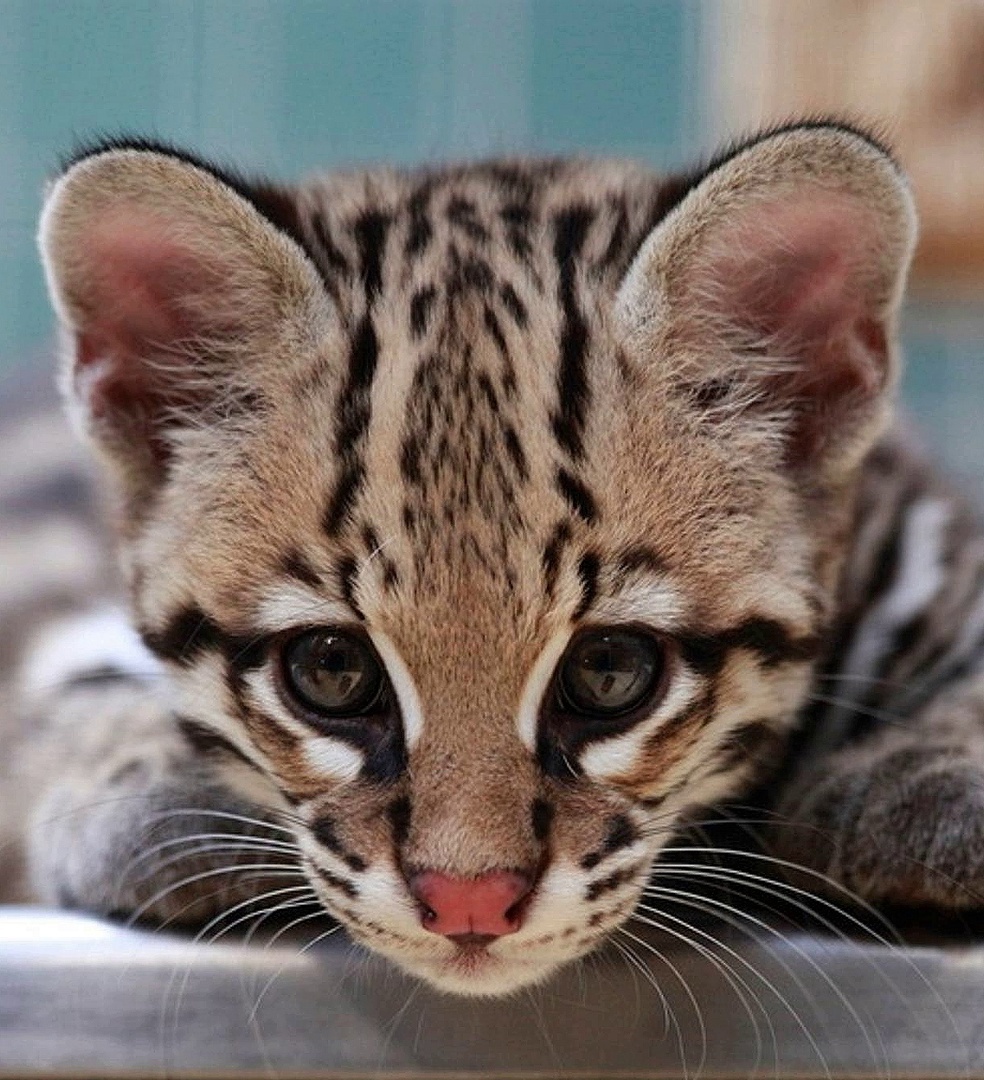Cute Baby Margay