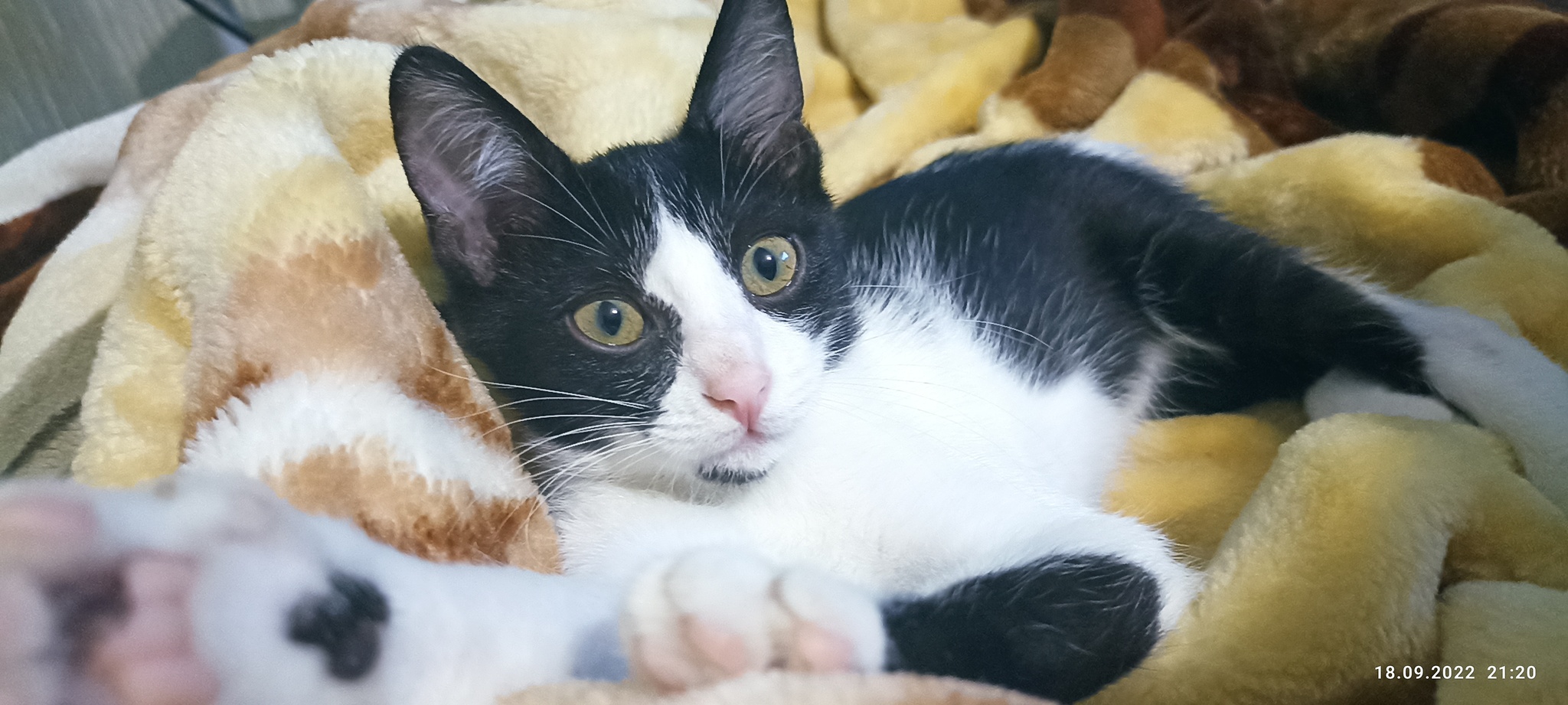 Котик в ленту | Пикабу