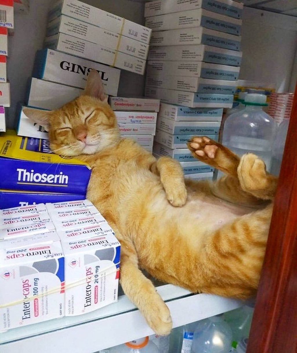 Котолгин | Пикабу