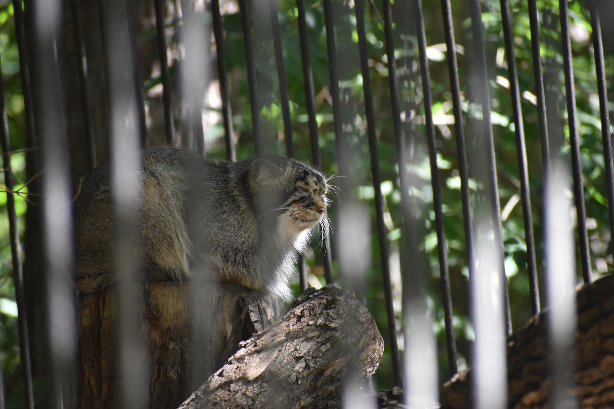 Peekaboo on the example of muskrats - pikabu.monster