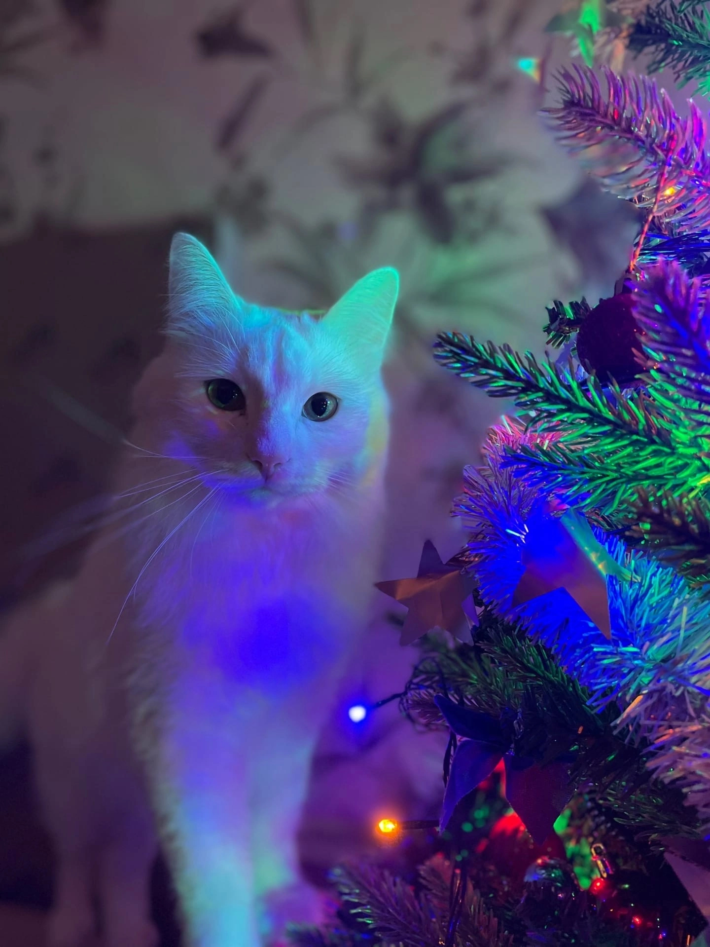 Новогодний котик - 31.12.22 12:29 | Пикабу