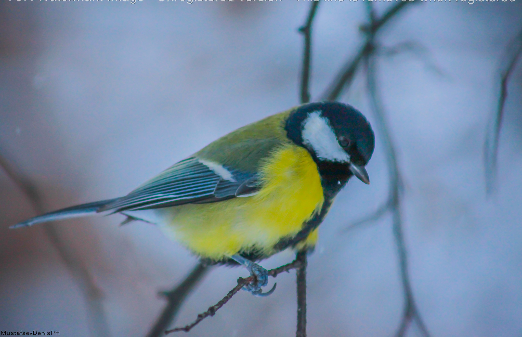 Птички | Пикабу