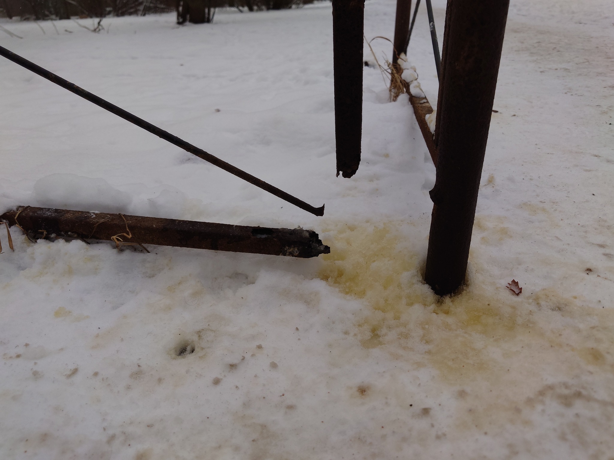 Собачья моча - страшная сила | Пикабу