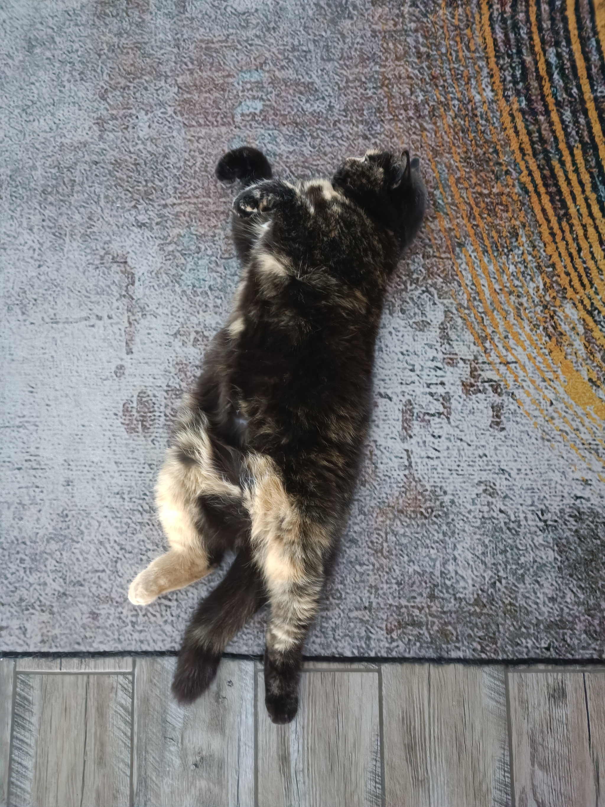 Котолень | Пикабу