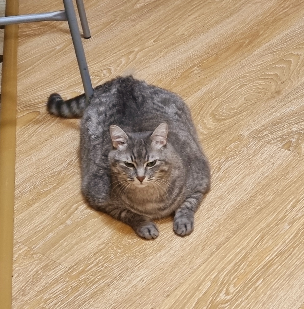 Кот в костюме кота | Пикабу