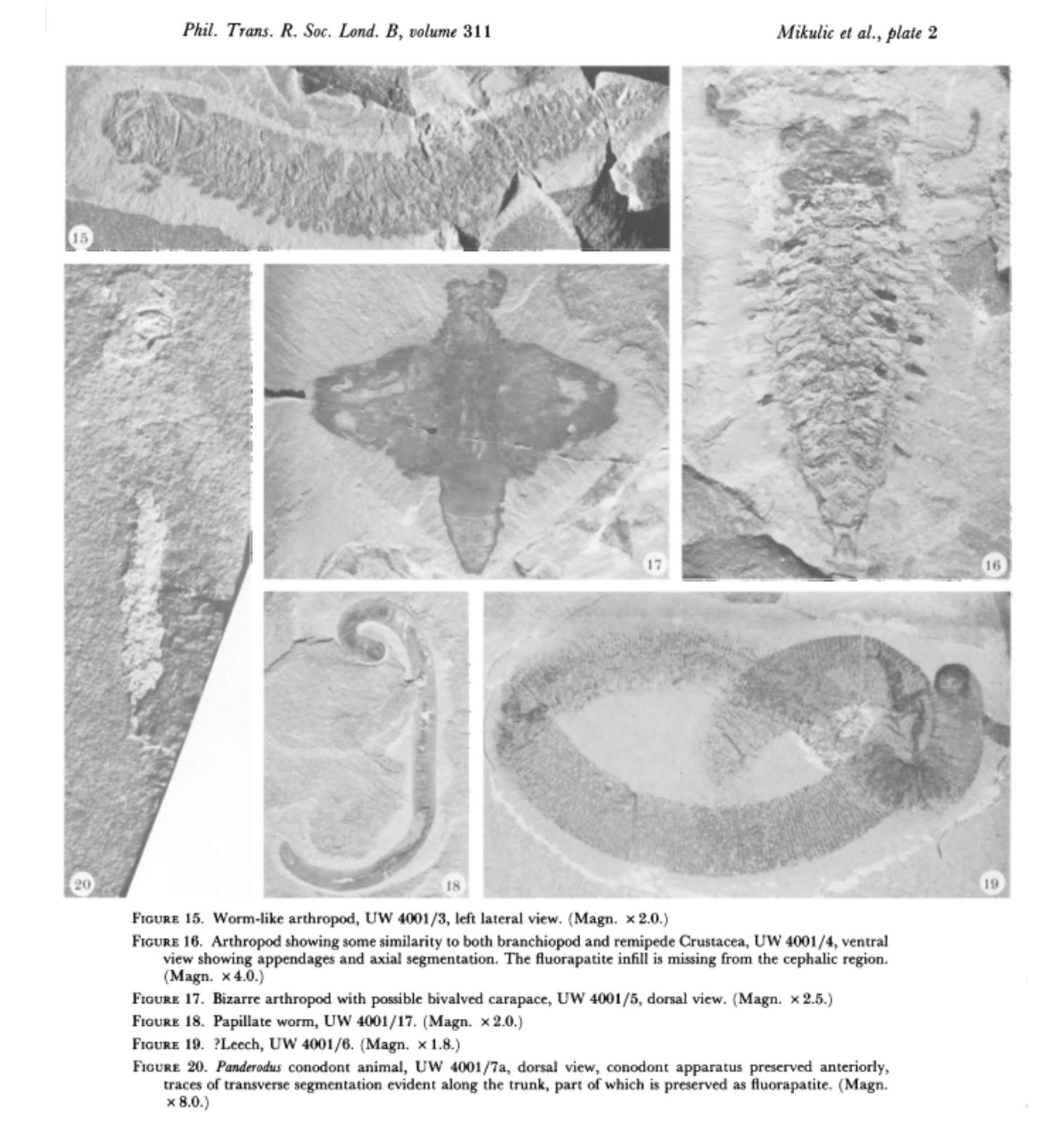 Загадки классификации: «недобабочка» из Ваукеши и другие - 11.03.23 17: ...