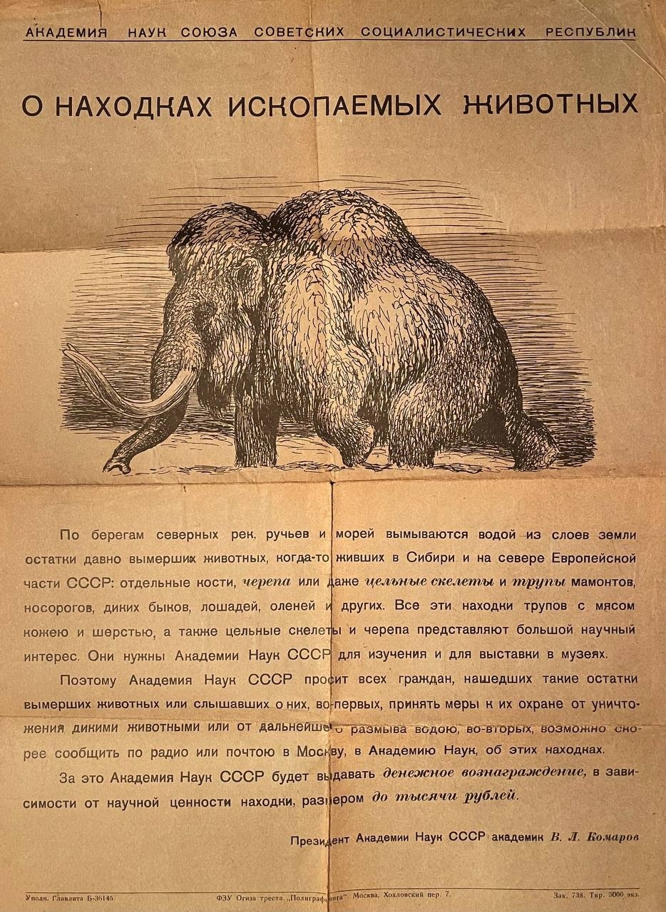 Мамонт и водка | Пикабу