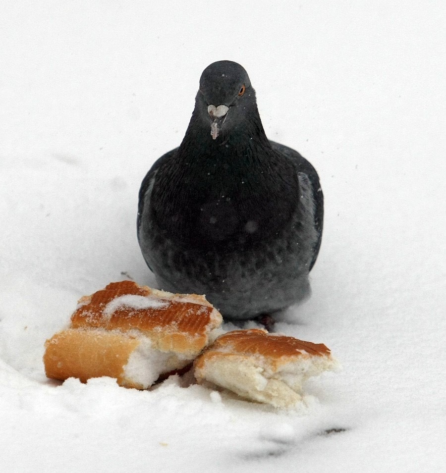 Хлебушек | Пикабу