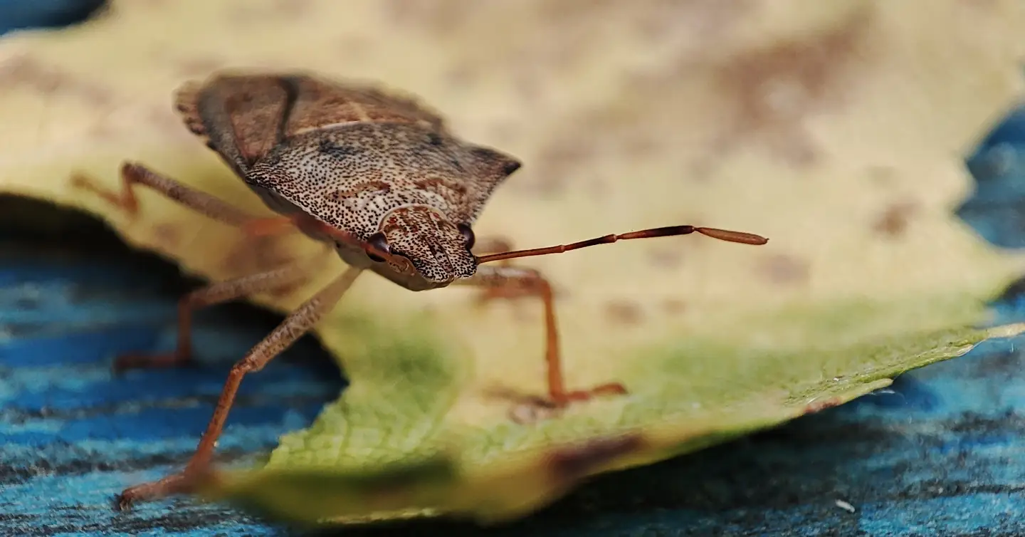 Клоп фотогеничный | Пикабу