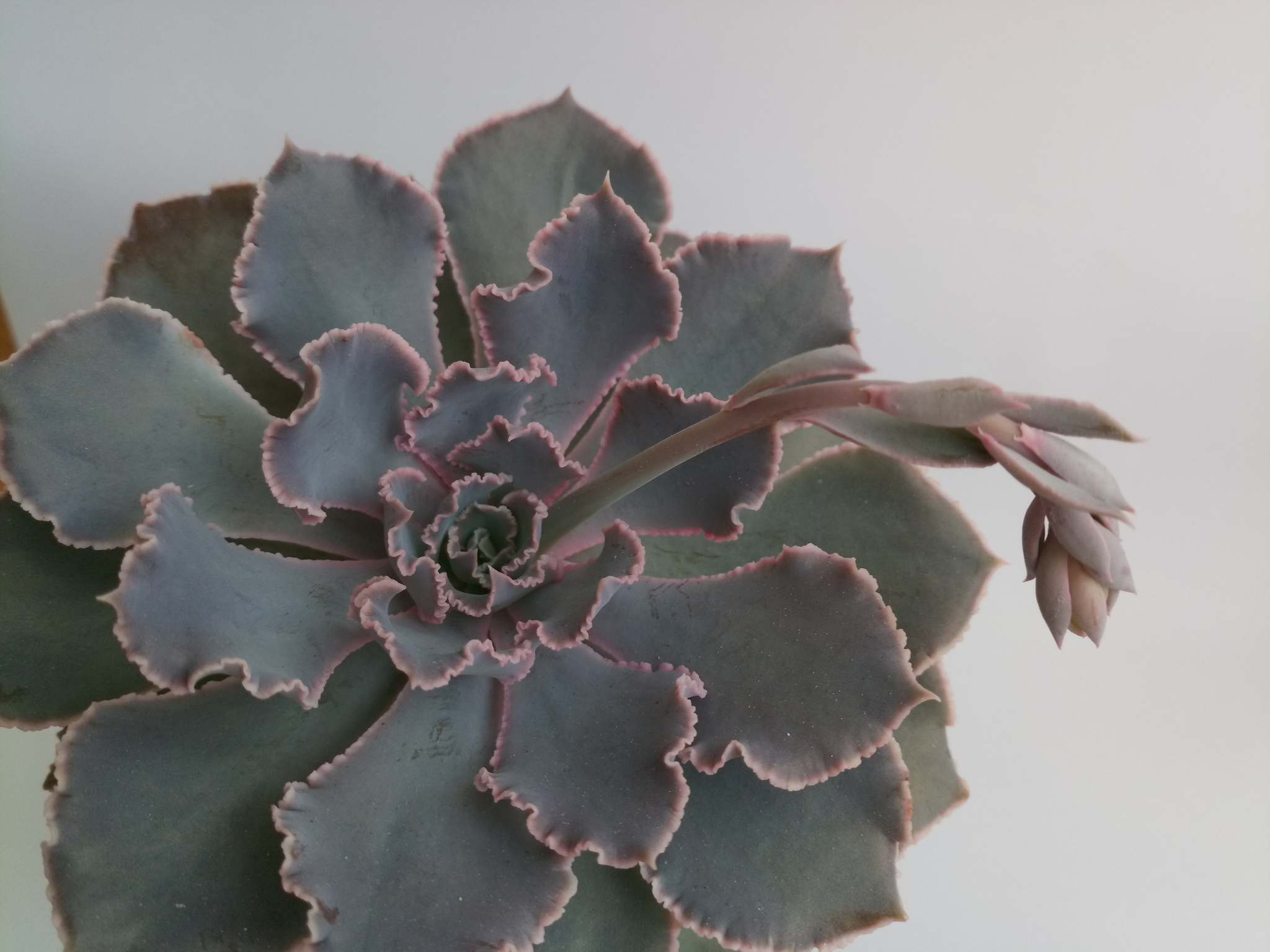 Цветёт Эхеверия Шавиана (Echeveria Shaviana) | Пикабу
