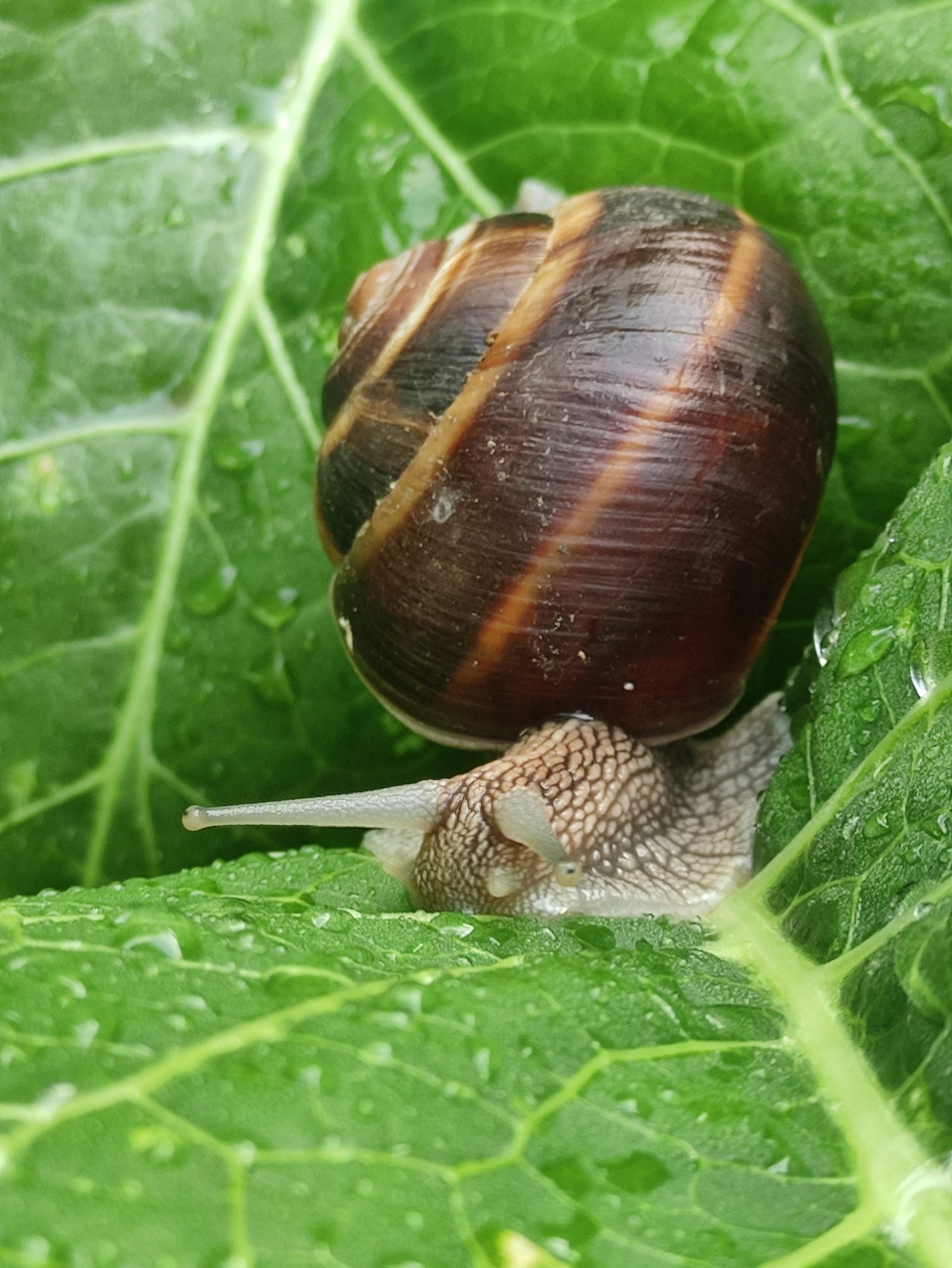Гэри Уилсон-младший на прогуке | Пикабу