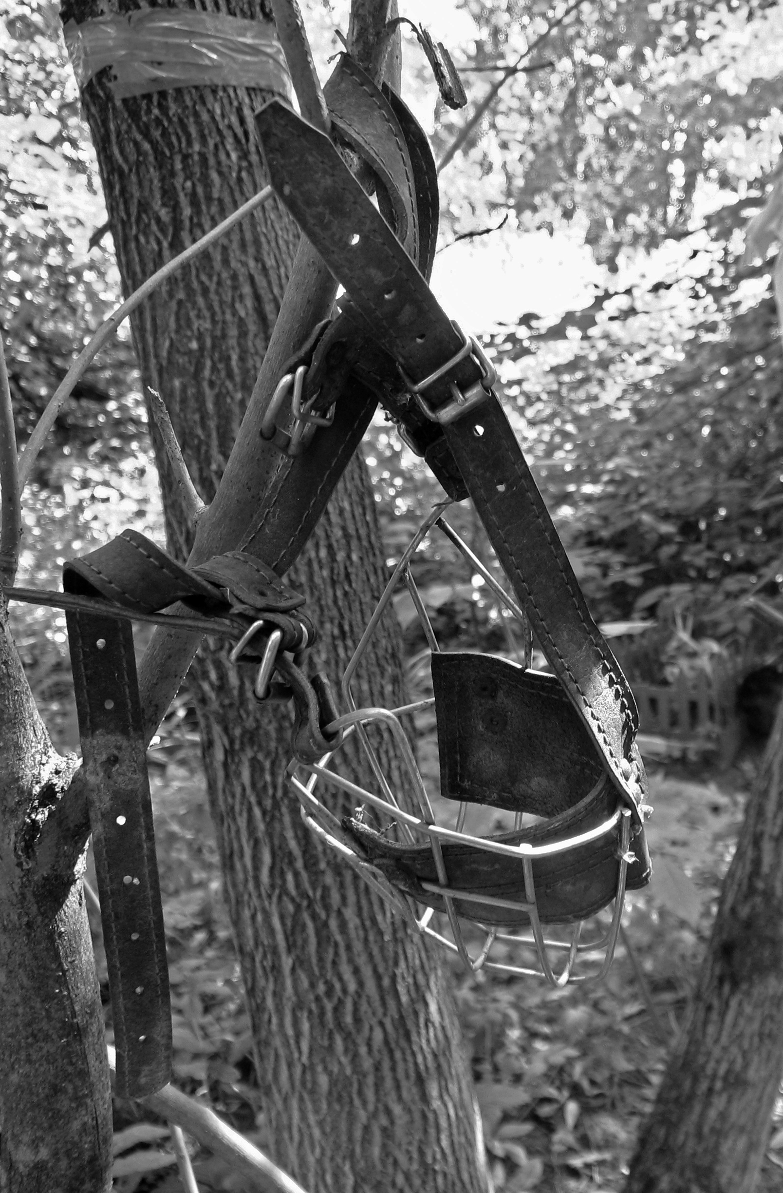 Кладбище домашних животных | Пикабу