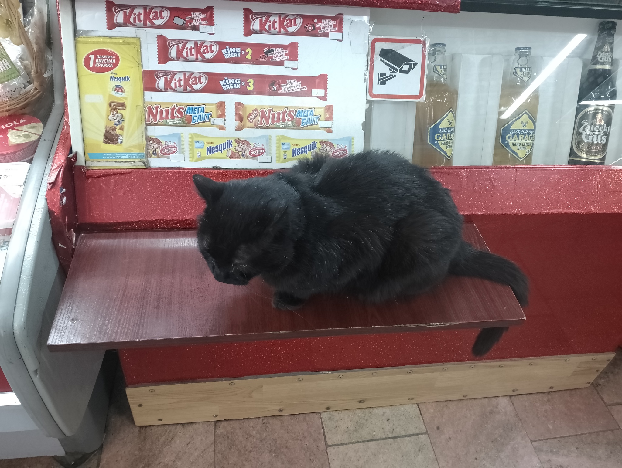 Просто котик | Пикабу