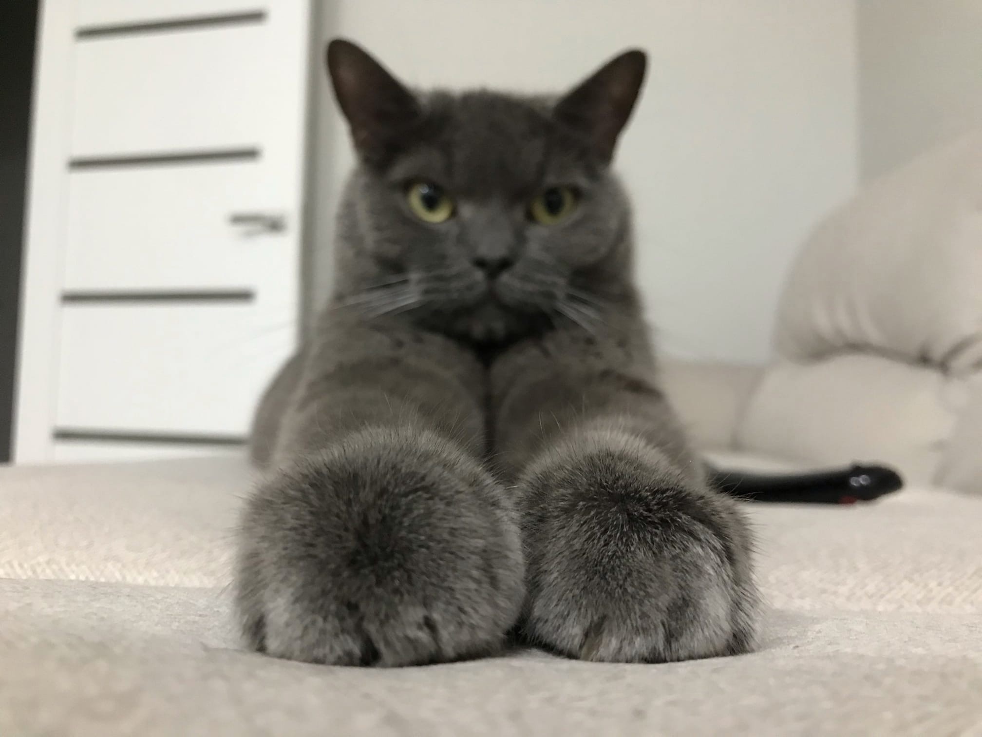 Ноги (прекрасные лапки) кота | Пикабу