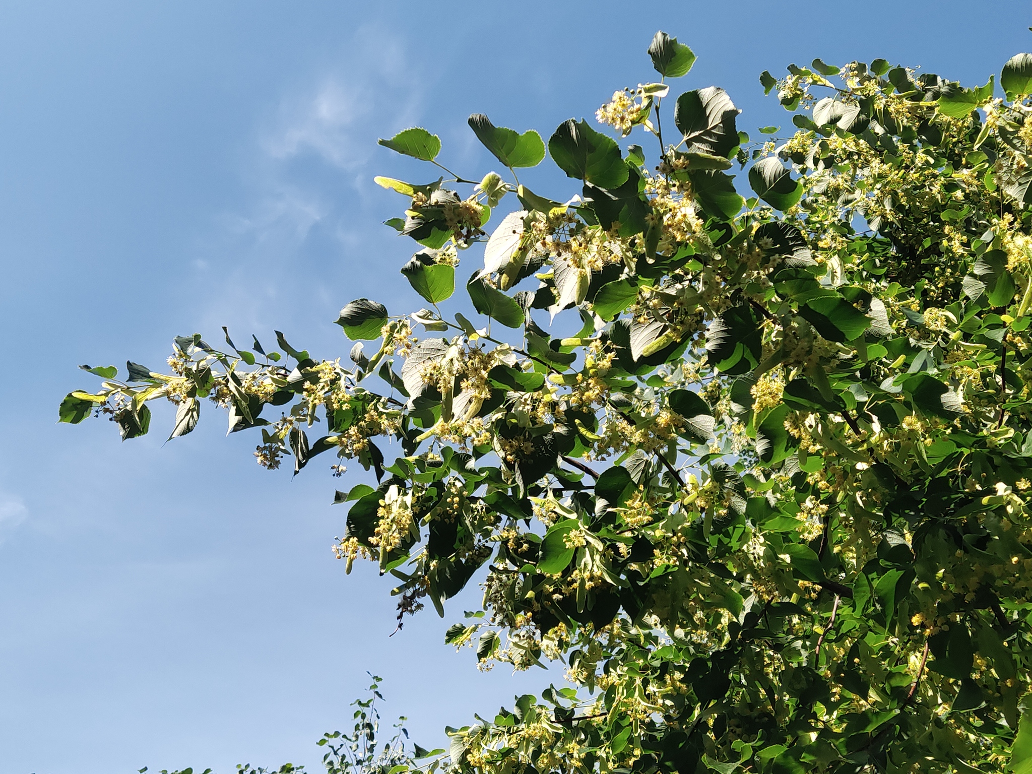 Летнее золото | Пикабу