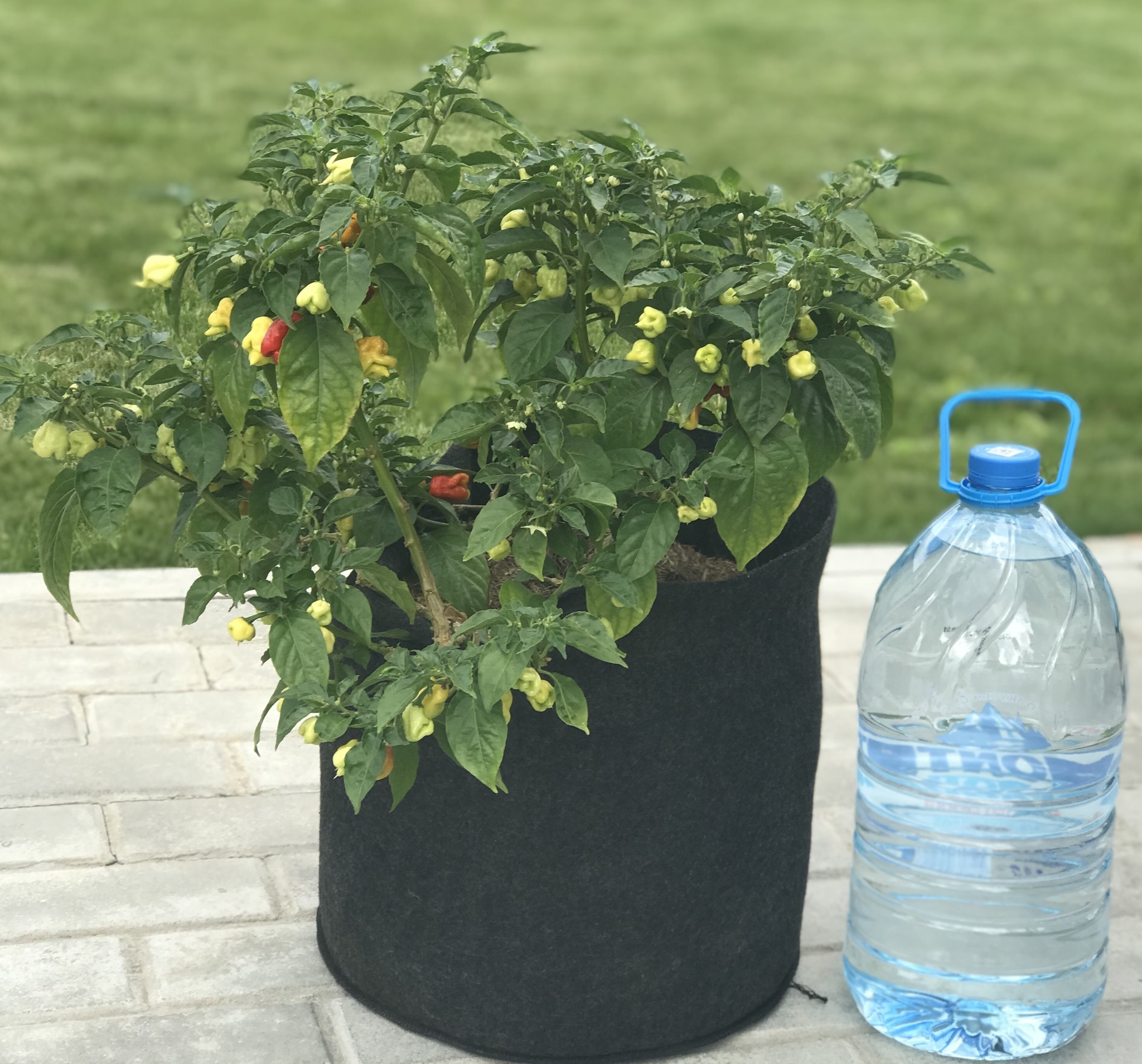 Carolina Reaper и её непростой путь | Пикабу