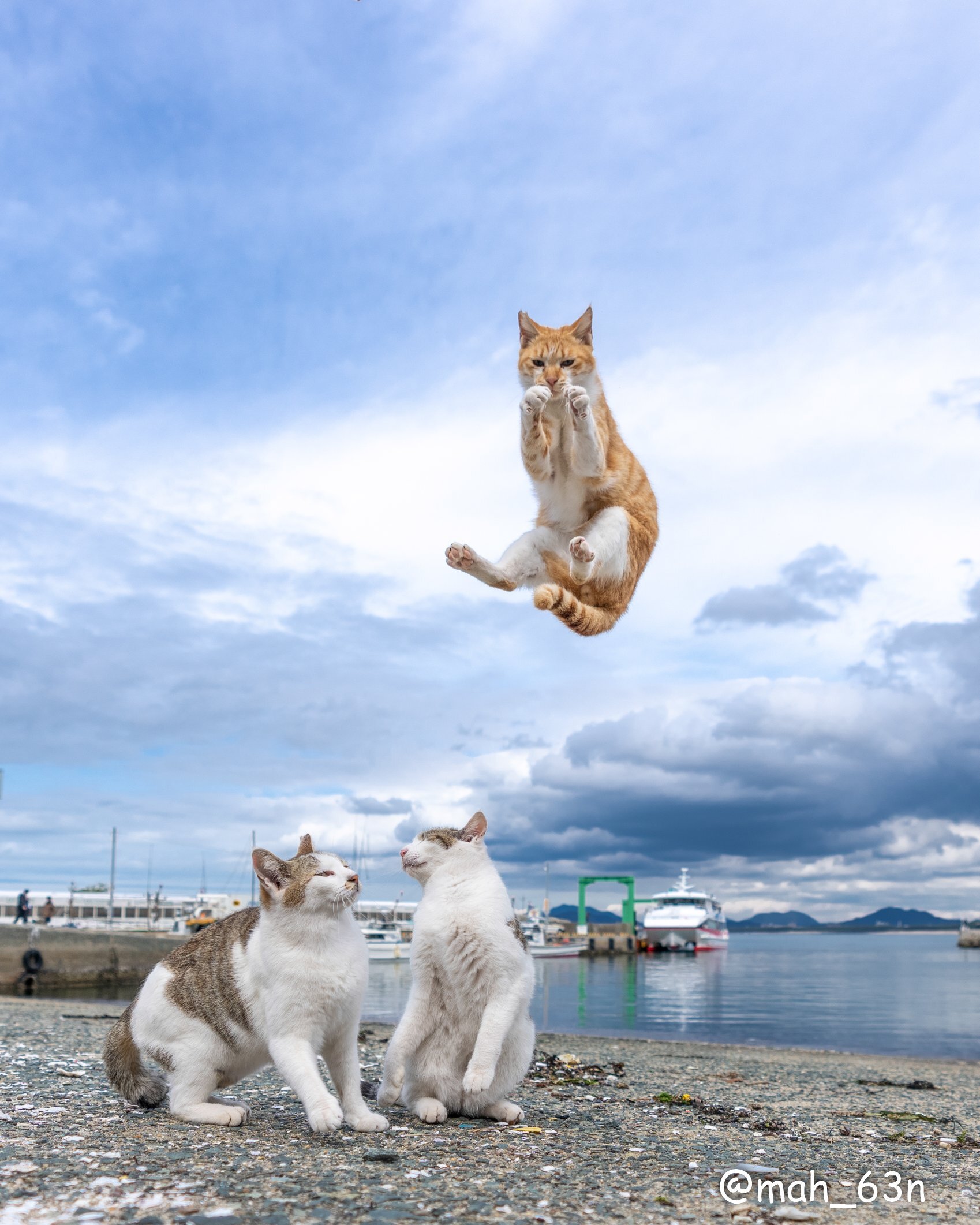 Летно-котовое [ из тви @mah_63n ] | Пикабу