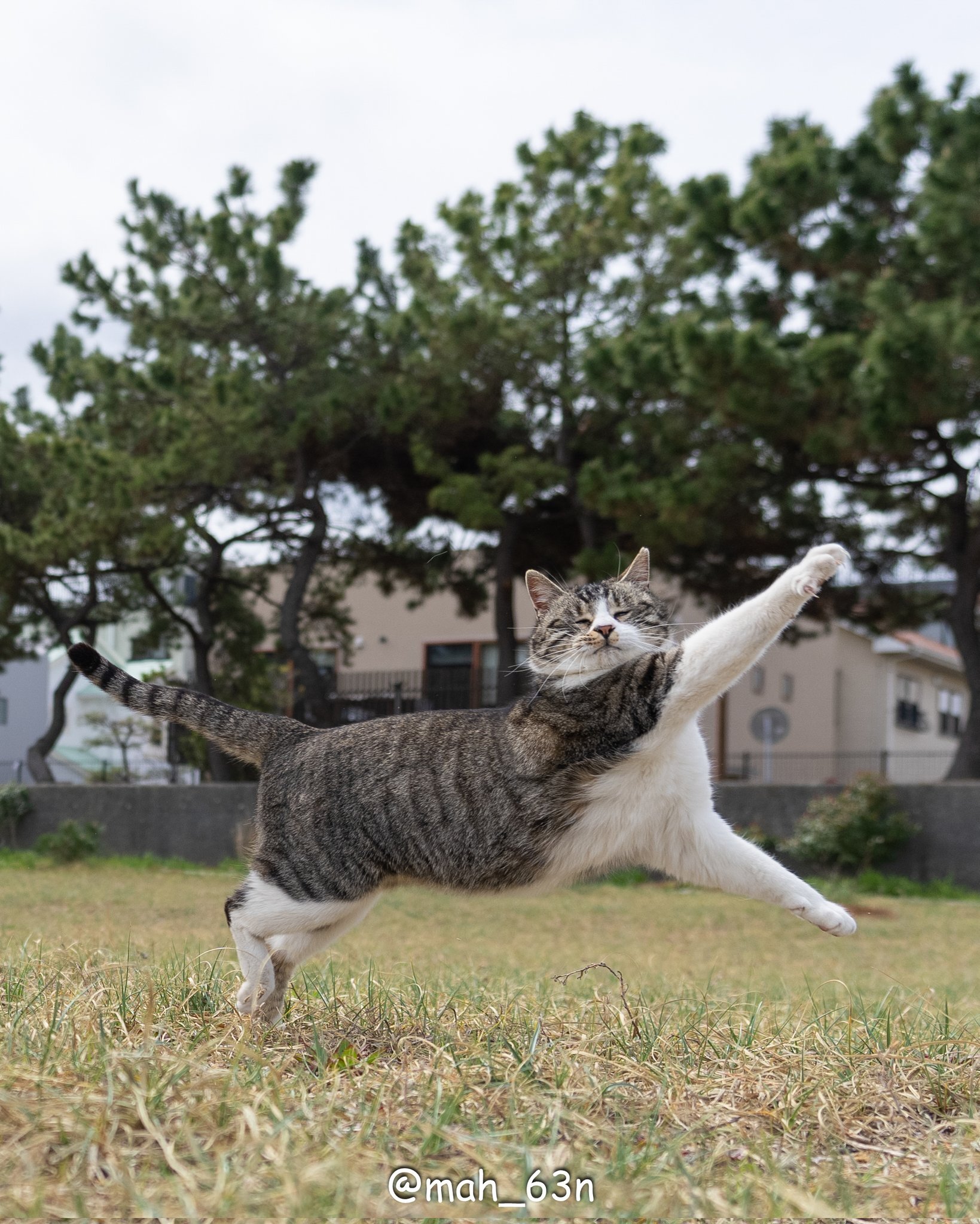 Летно-котовое [ из тви @mah_63n ] | Пикабу