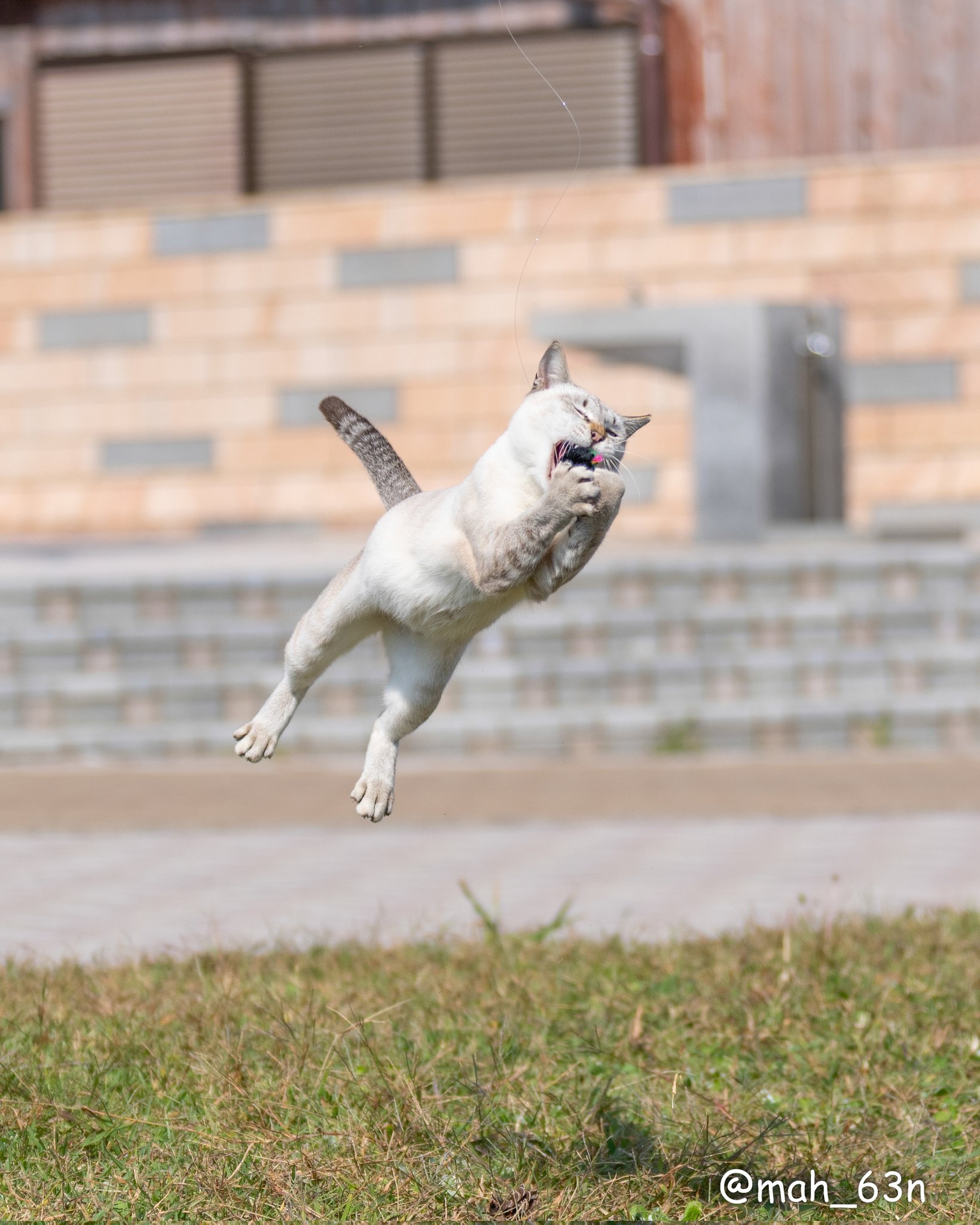 Летно-котовое [ из тви @mah_63n ] | Пикабу