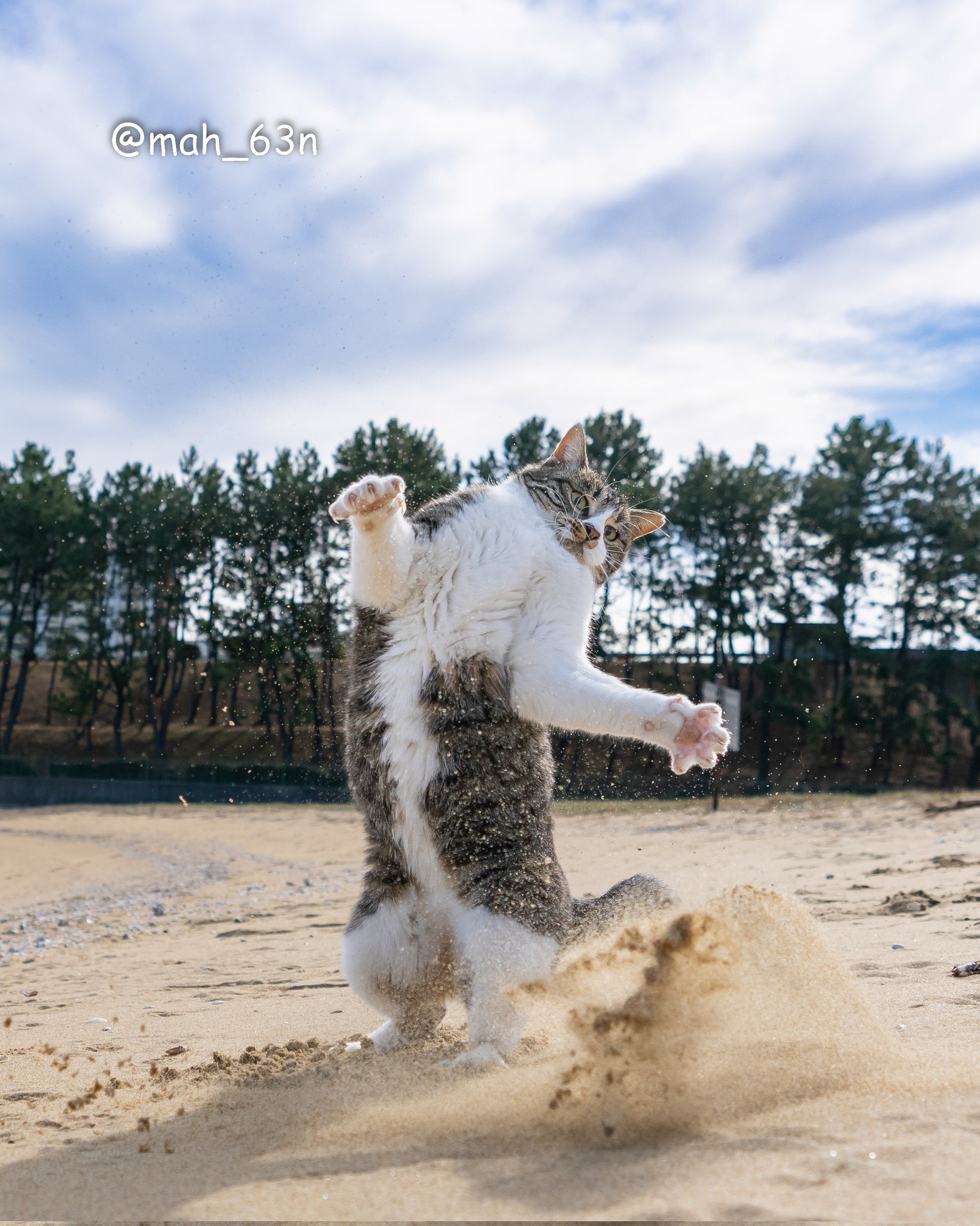 Летно-котовое [ из тви @mah_63n ] | Пикабу