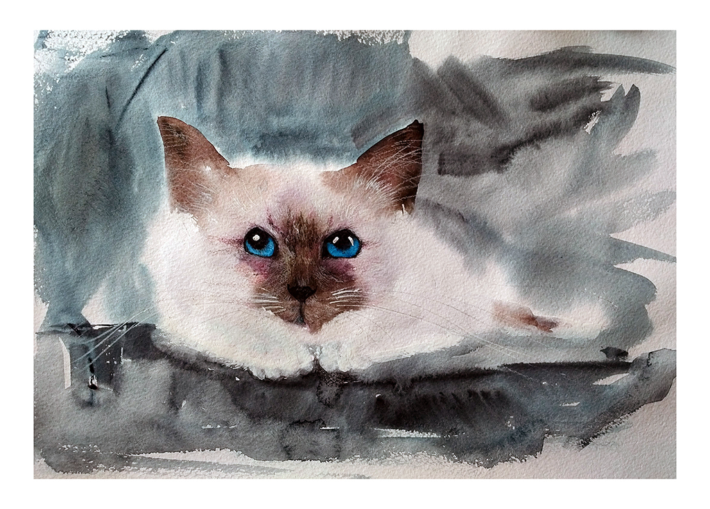 КотыИкошки | Пикабу