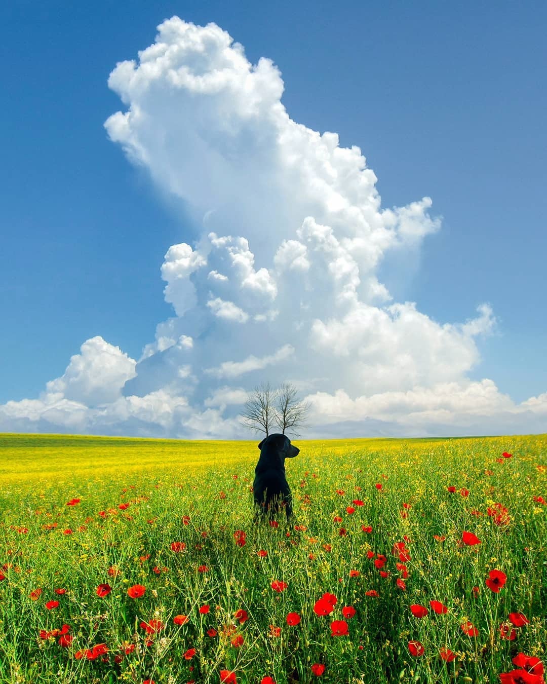 Удивительные кадры Milos Simic | Пикабу