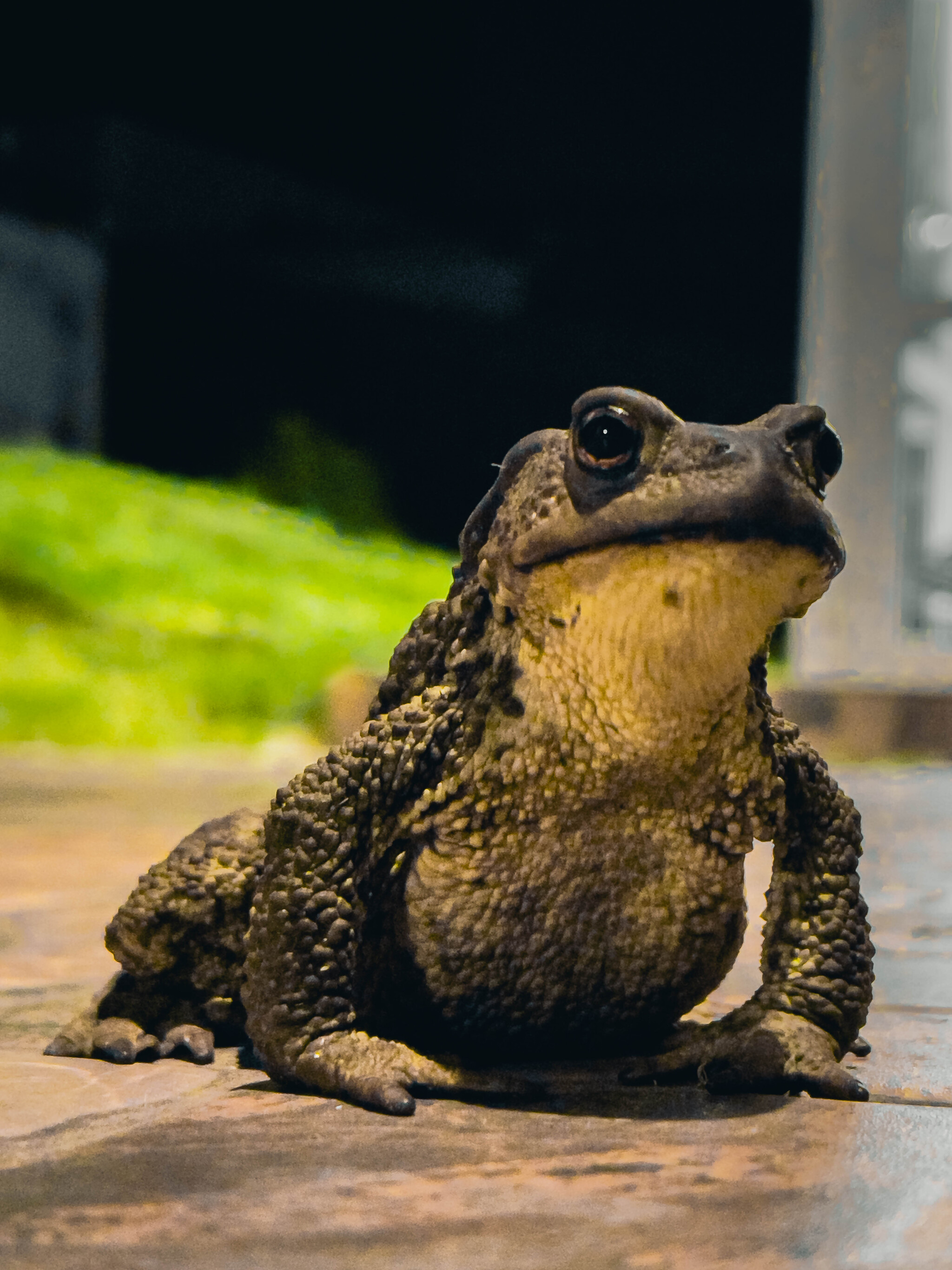 Лягухен | Пикабу