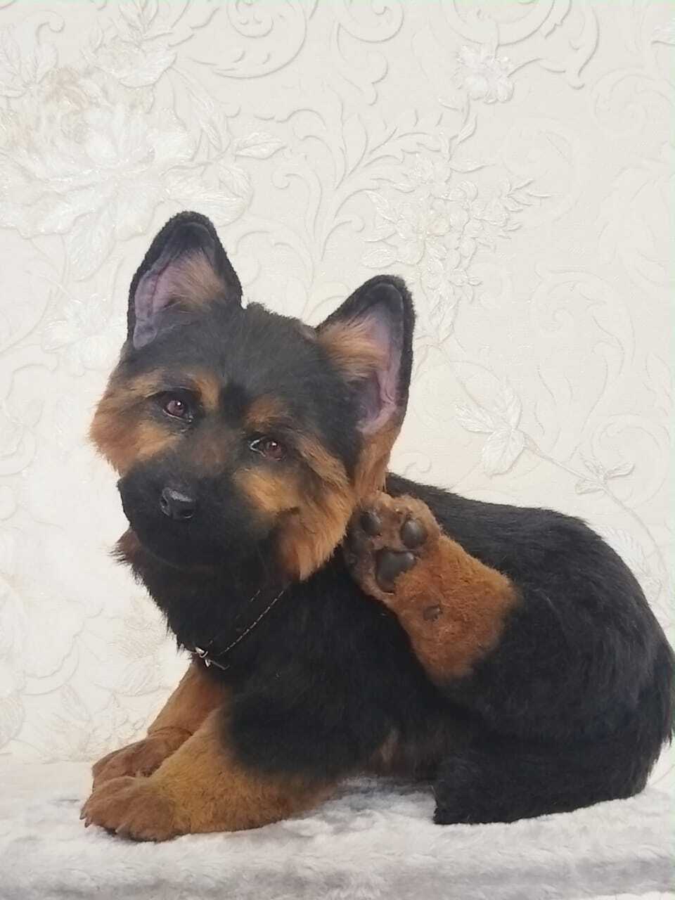Игрушка - Щенок немецкой овчарки | Пикабу