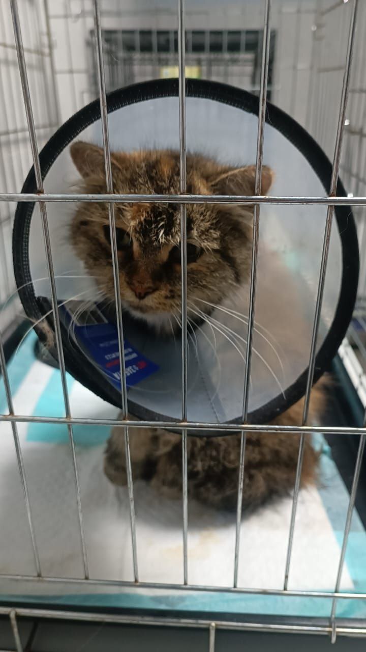 Пушинка ищет дом | Пикабу