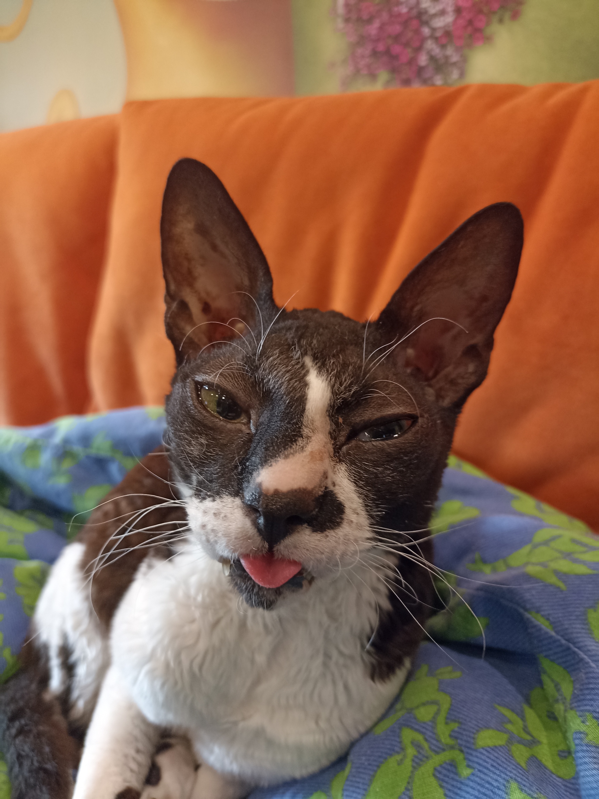 Котцик | Пикабу