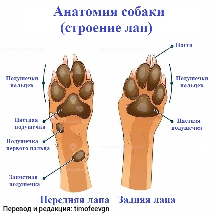 Анатомия собаки | Пикабу