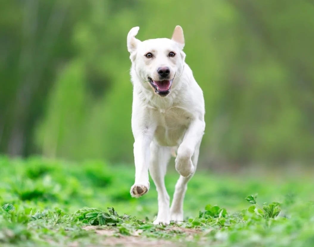 Оставил мобилизованный в войсковой части… | Пикабу
