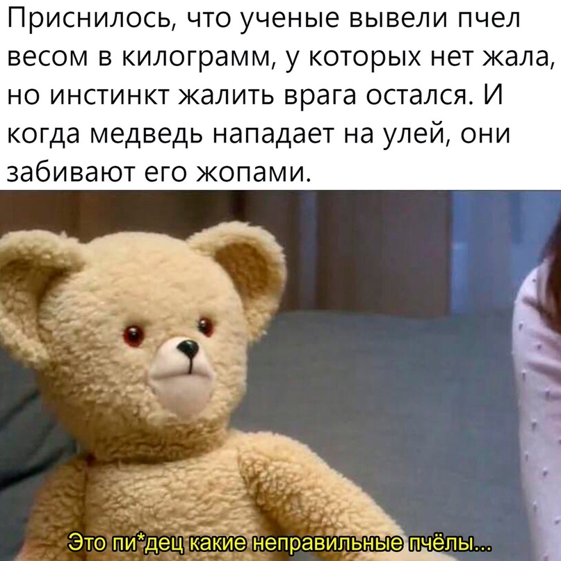 Медвежуть | Пикабу