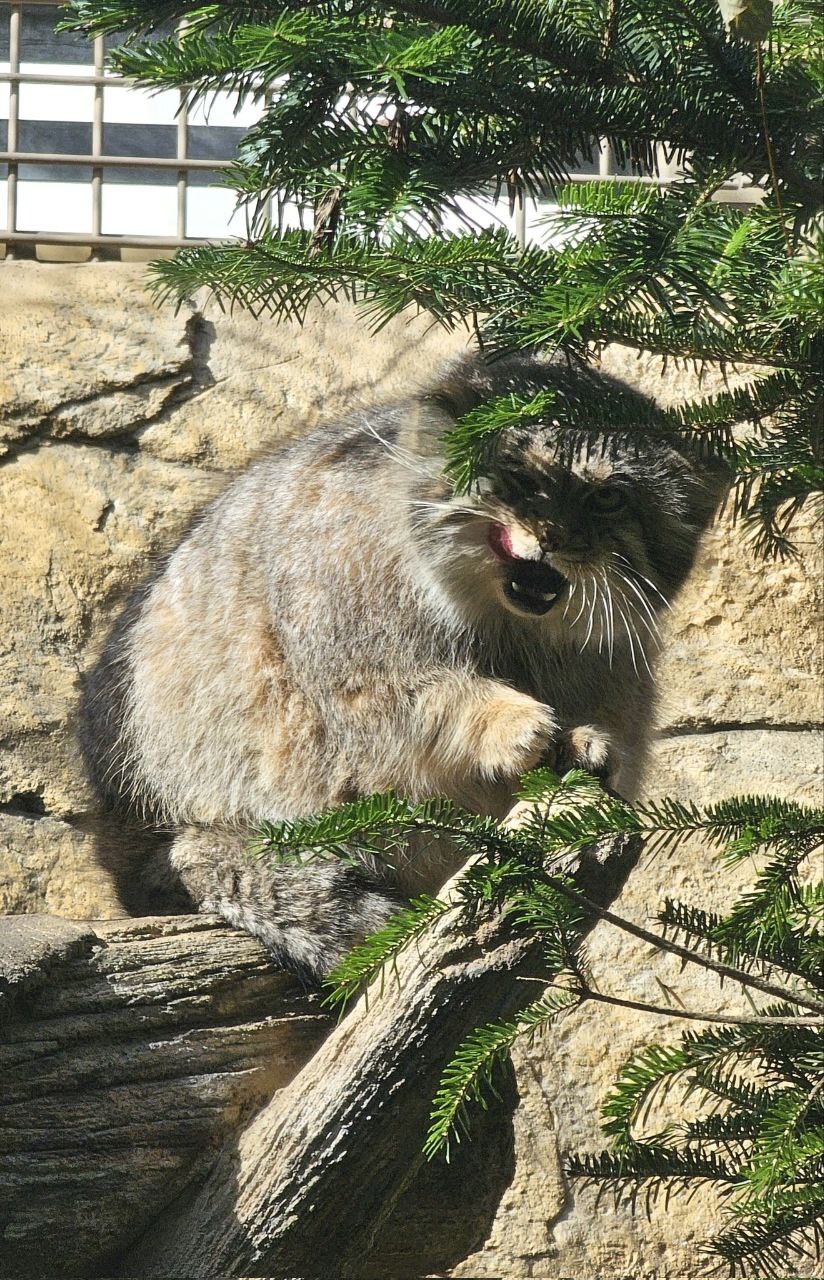 Полифемос | Пикабу