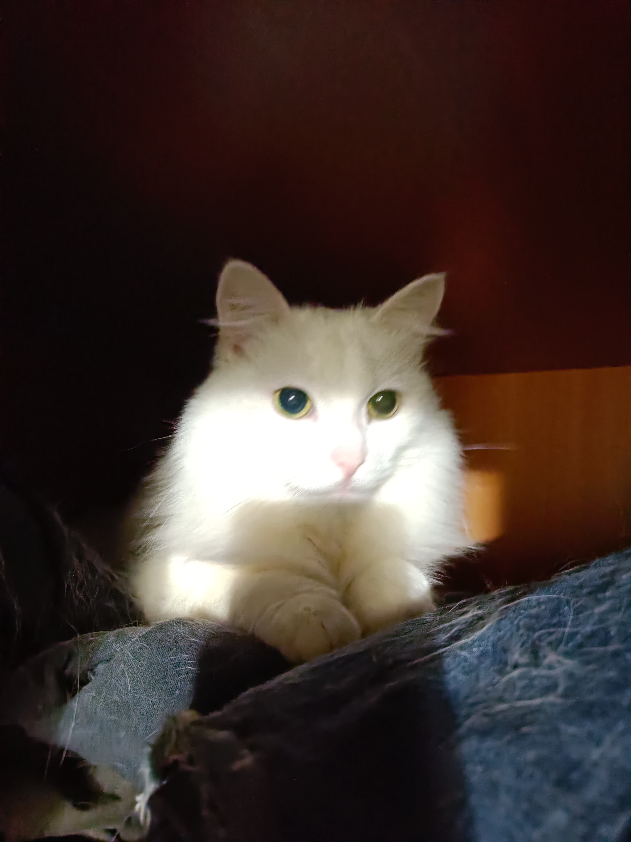 Котик | Пикабу