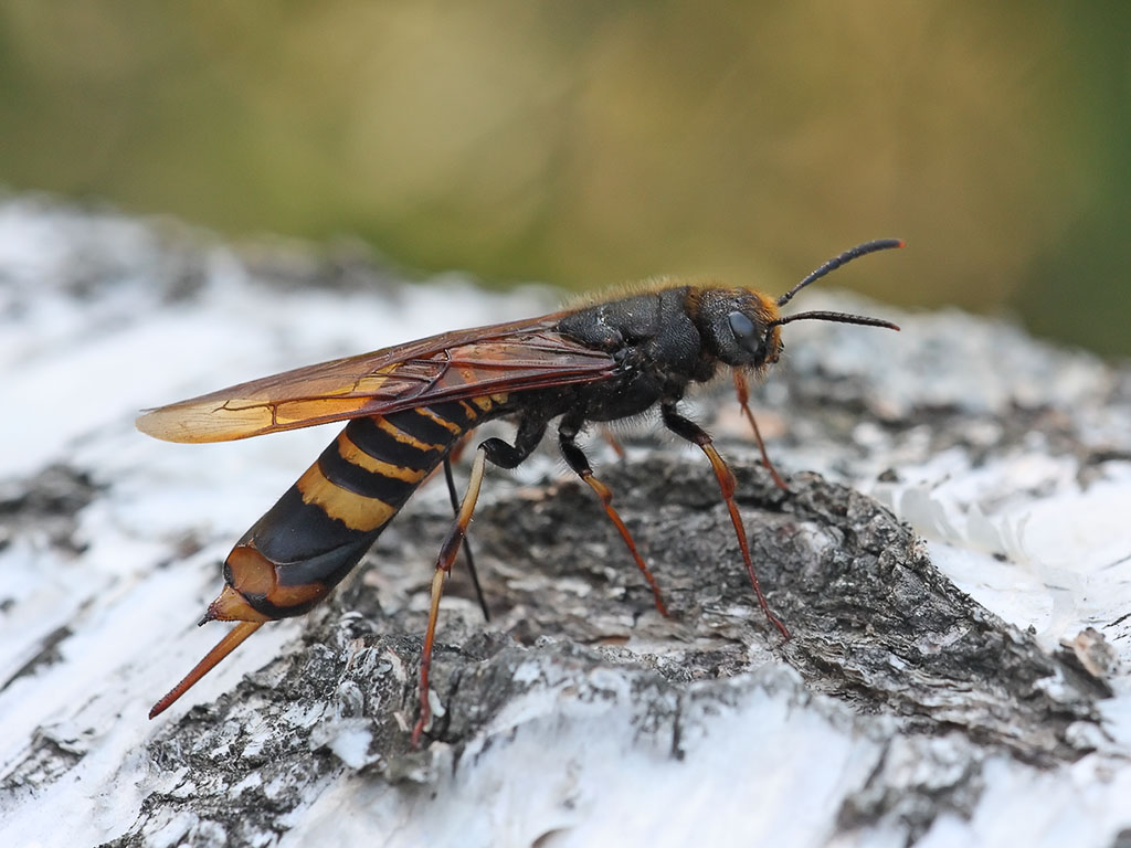 Нашел сепулек! Они реально существовали - 21.01.24 15:25 | Пикабу